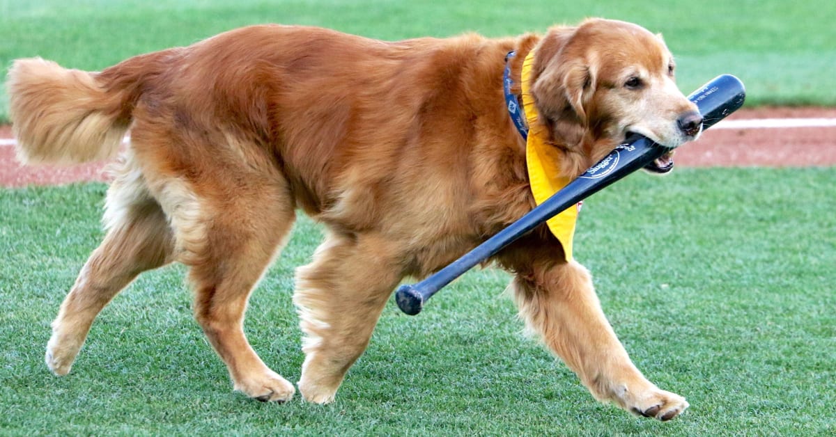Dog makes highlight-reel play by catching Dodgers home run - Sports ...