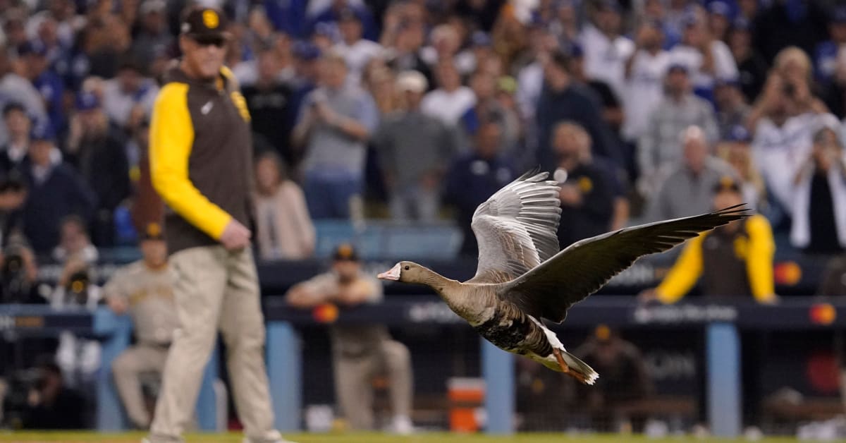 Fans Go Wild After Goose Lands on Field During Dodgers-Padres Game ...