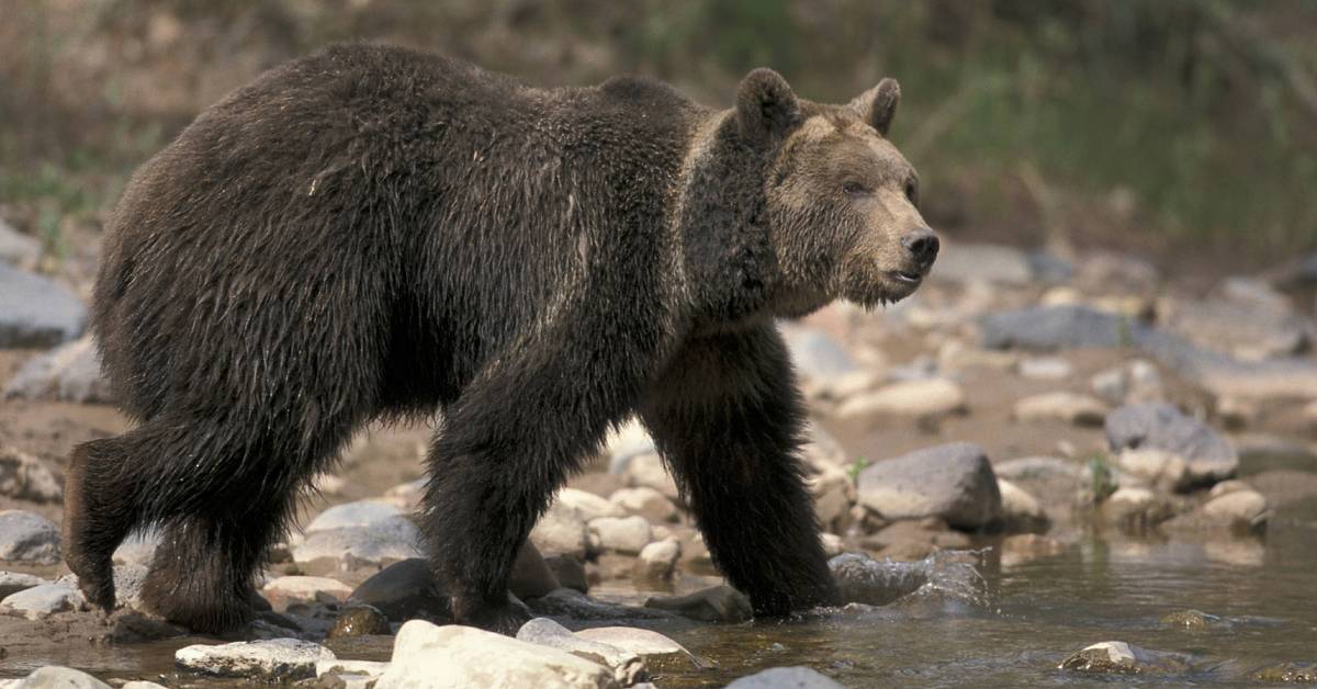 College Wrestlers Fought Off Vicious Bear Attack Twice in Wyoming ...