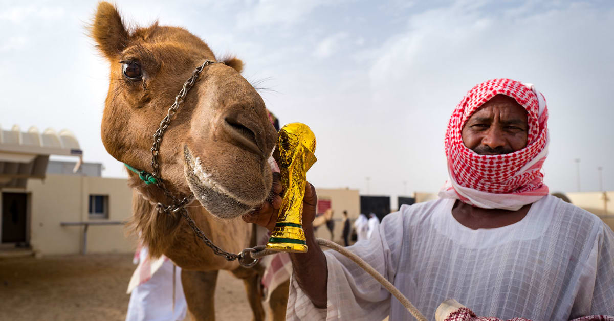 Camel racing in Qatar: A pastime that long predates the World Cup ...