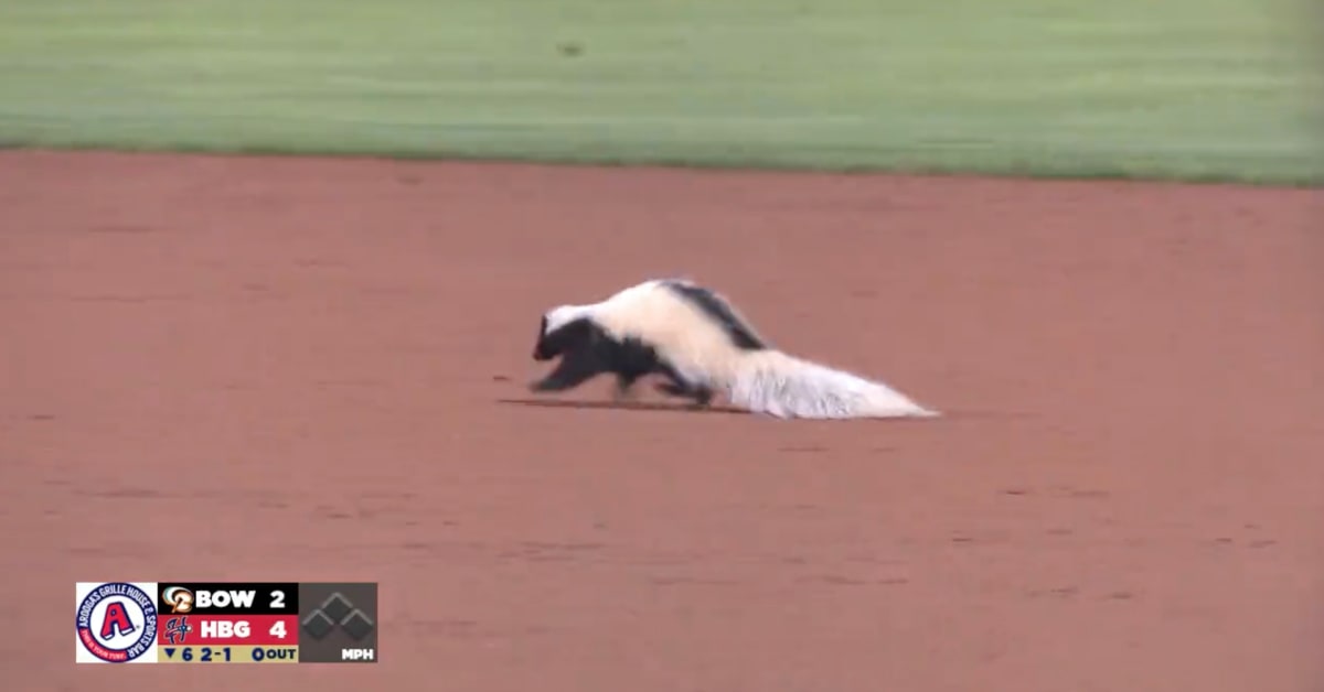 Skunk Delays Game at Minor League Stadium for Second Time This Season ...