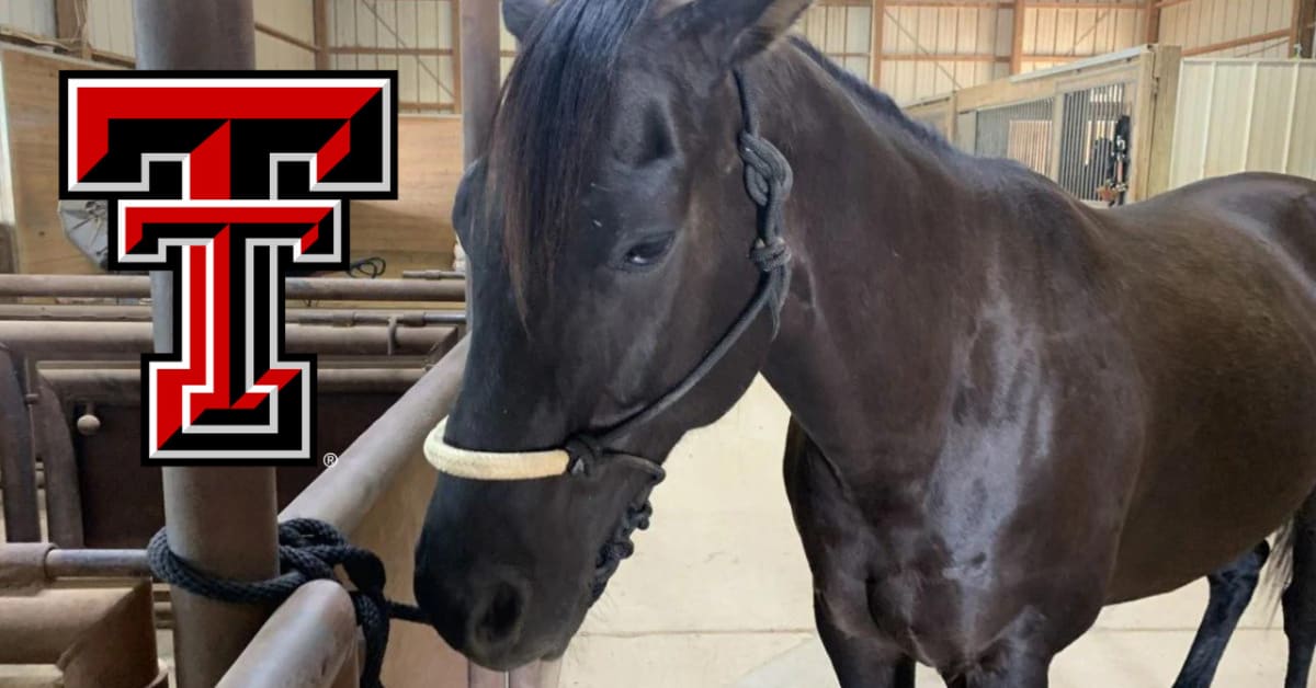 Texas Tech Red Raiders Welcome Masked Rider's New Horse - Red Raider ...