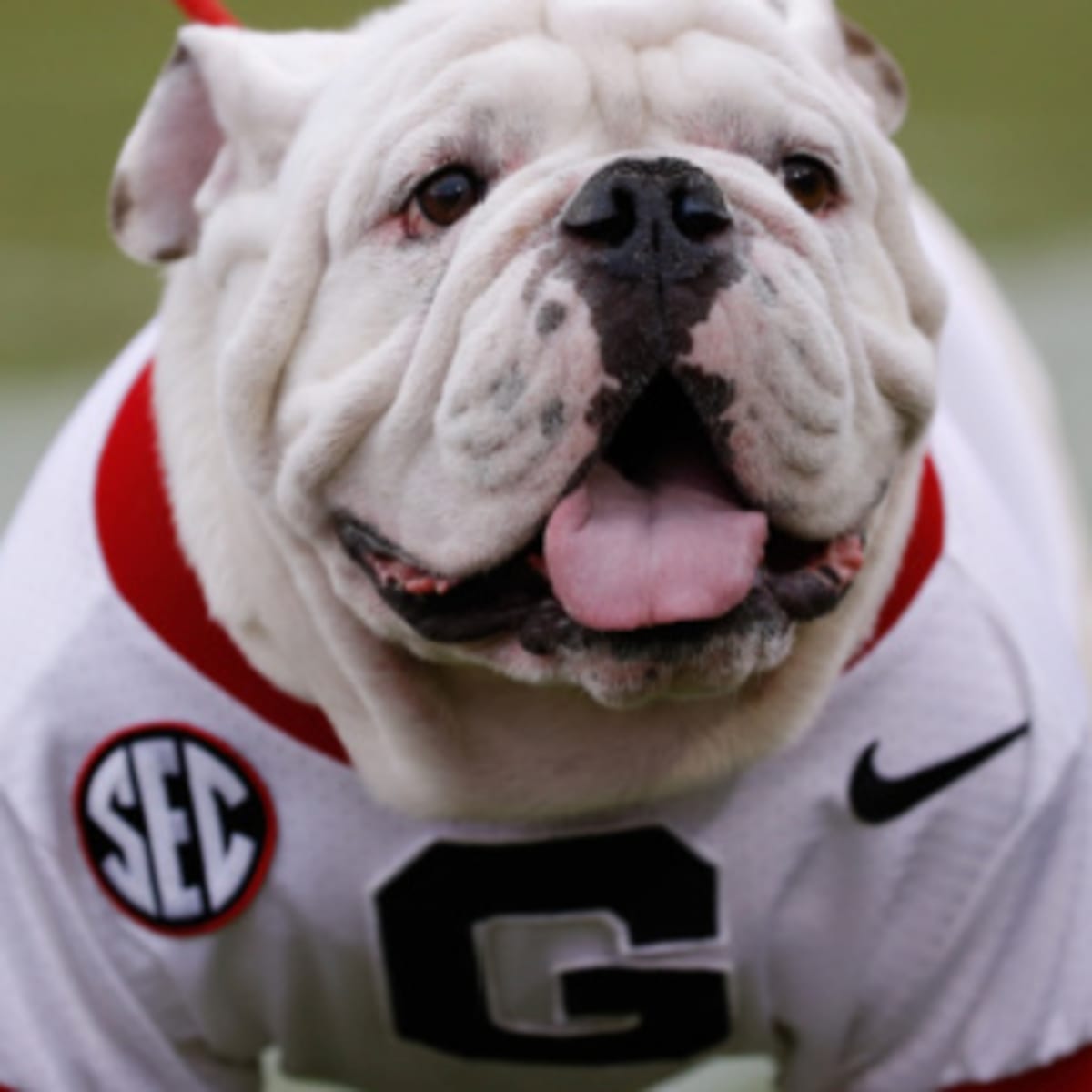 How Old Is The Current Uga Bulldog