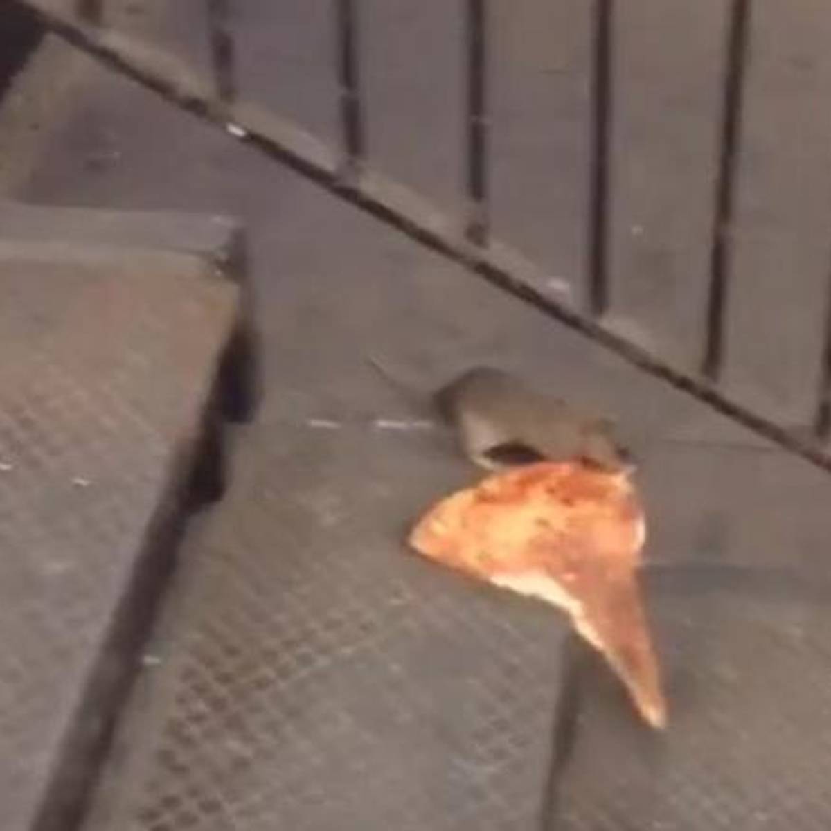 Subway Rat Memes