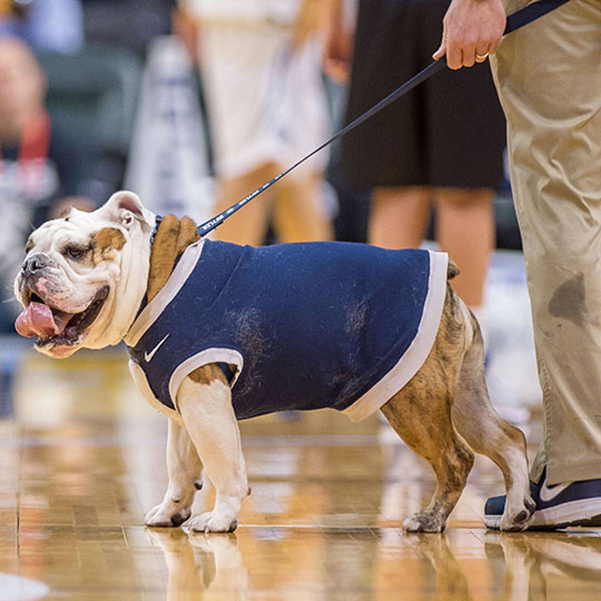 Bulldogs Mascot Blue