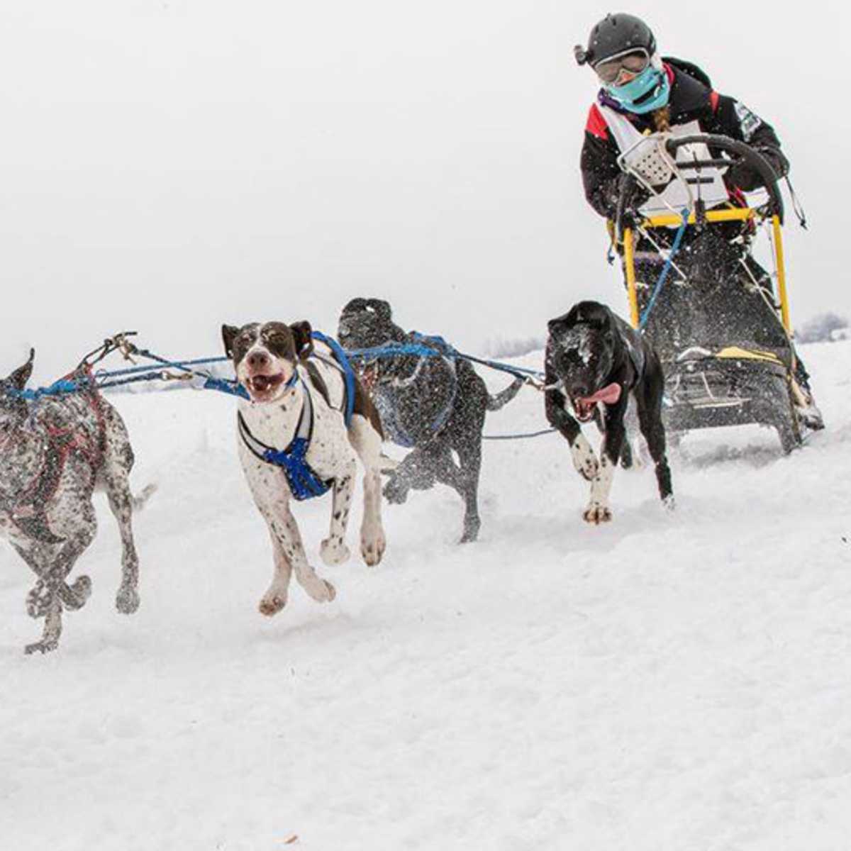 dog sled races coloring pages