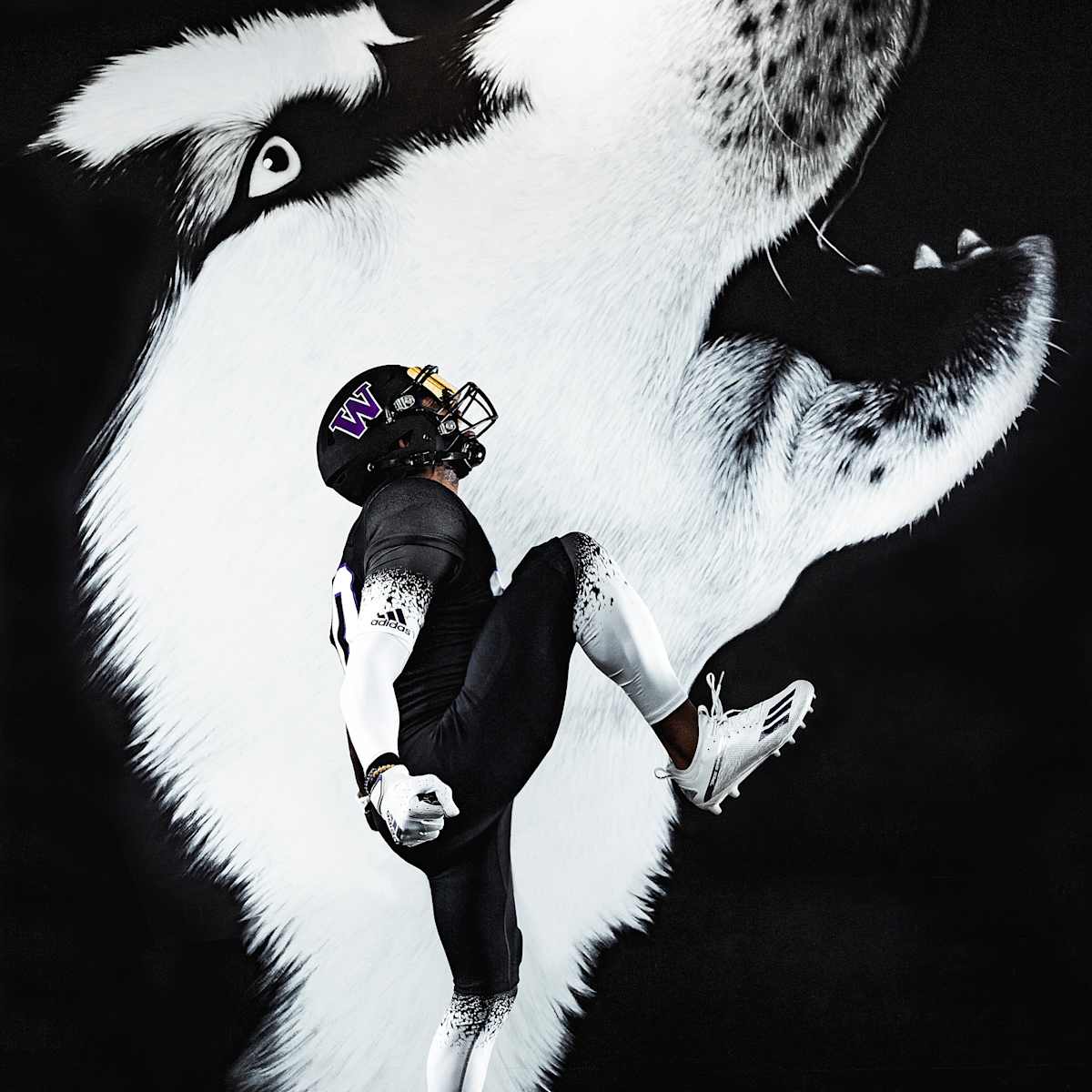 washington huskies coloring pages