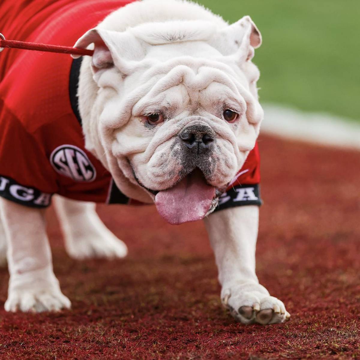 College Football Dog Logo