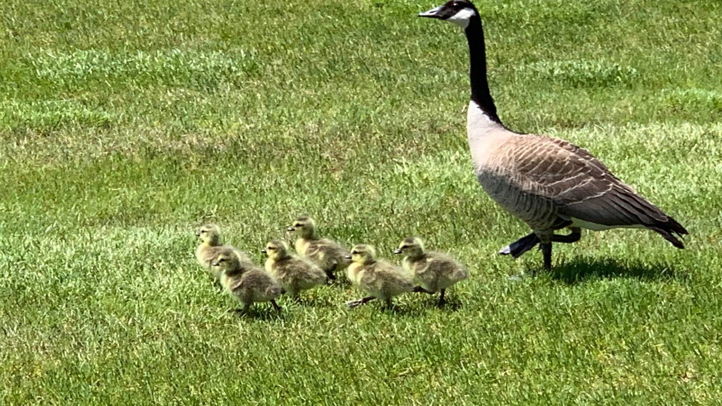 What's Good for the Goose: Golf in the Time of the Pandemic