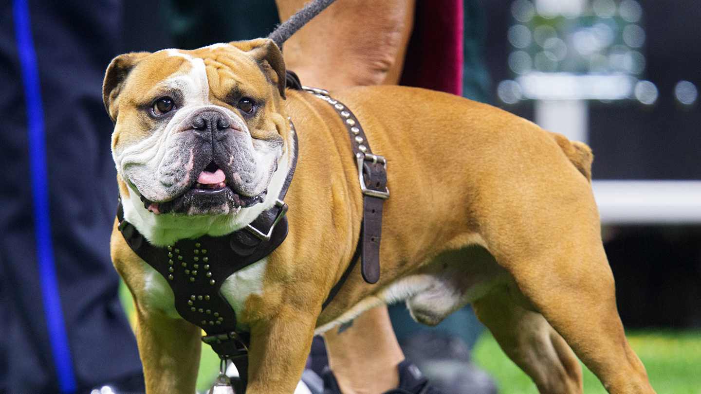 Mississippi State's Bully takes sideline hit but stays in game - Sports ...