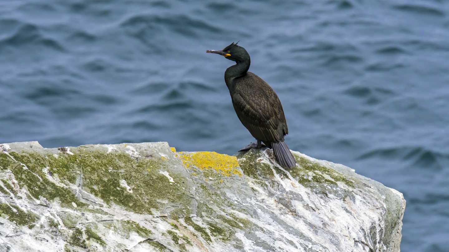 Weekend Hot Clicks: Georgia Southern bird poop suspensions - Sports ...