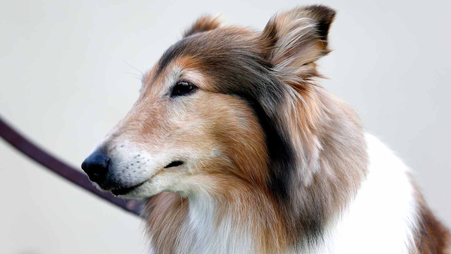 Texas A&M mascot Reveille V dies at 12 years old after illness - Sports ...