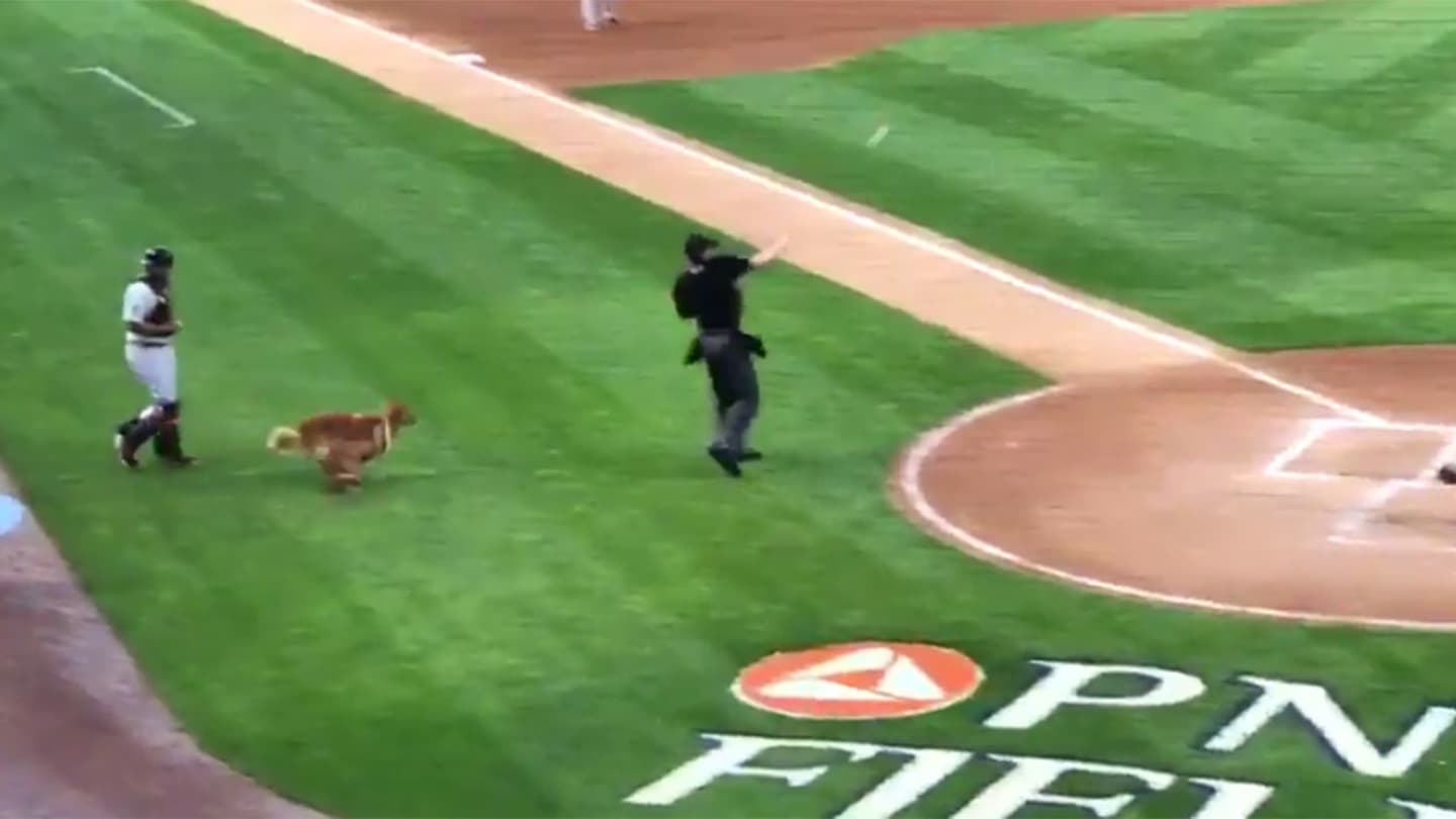Yankees' minor league bat dog interrupts game to play fetch - Sports ...