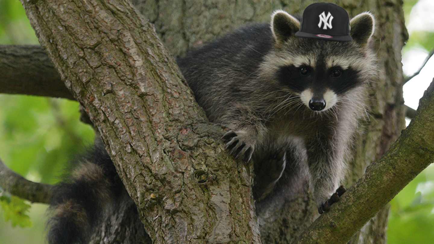 Yankees spring training: Raccoon survives 30-foot fall (video) - Sports ...