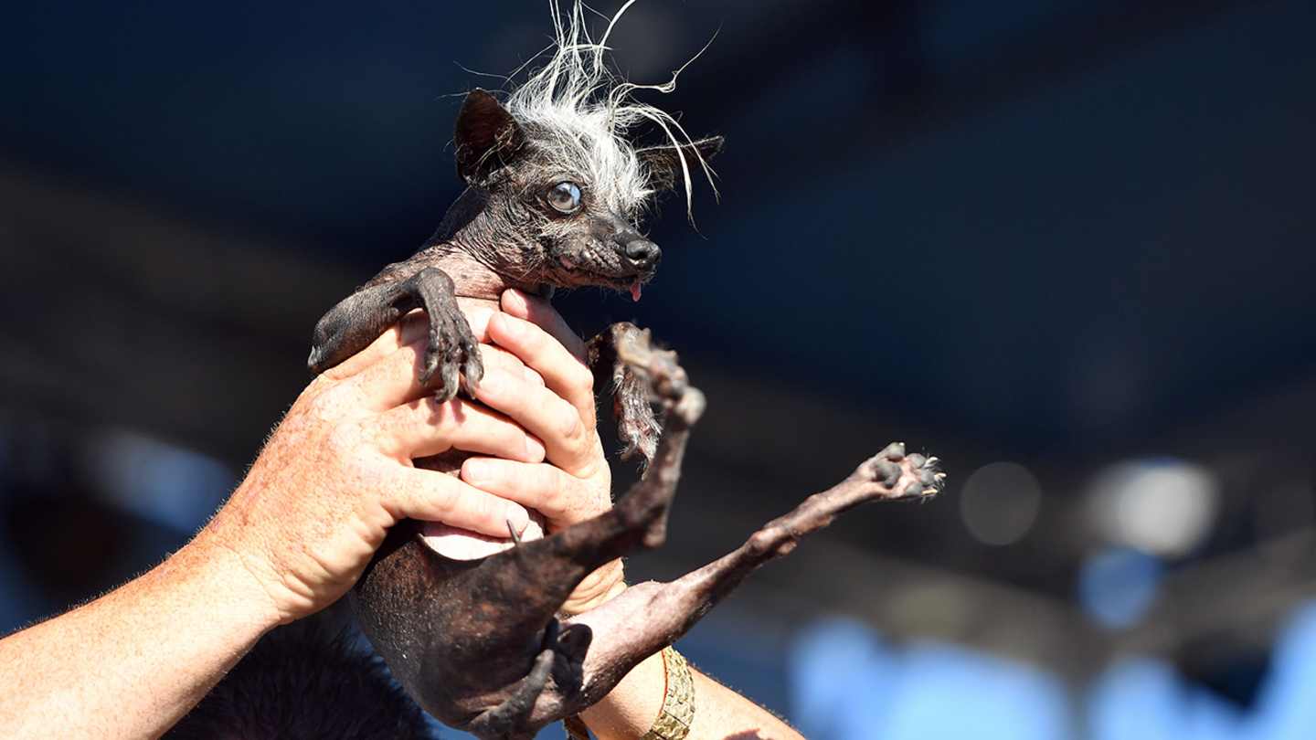 Mustard Minute: SweePee Rambo wins World’s Ugliest Dog competition ...