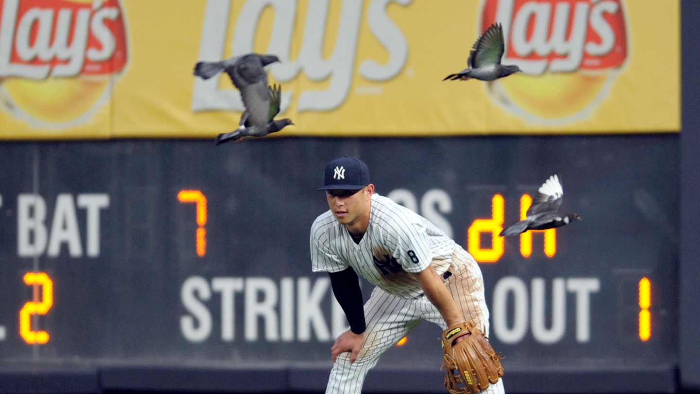 Pigeon Power: Birds swoop into stadium, Yankees fly high - Sports ...