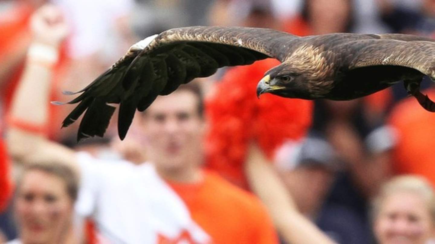 A look inside how Auburn's iconic 'War Eagles' are trained for their ...