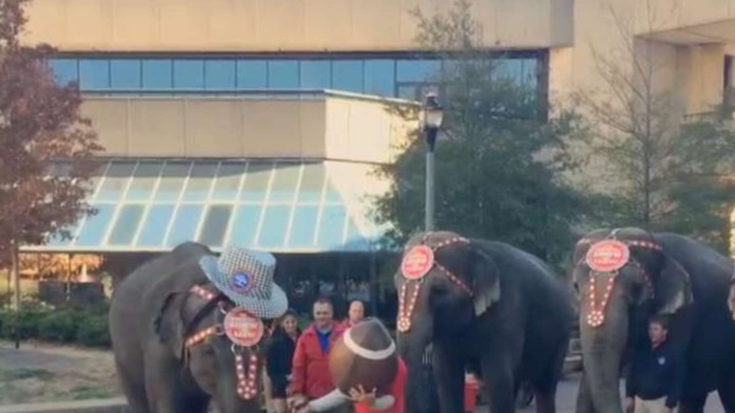 Video: Elephant dressed like Alabama coach Bear Bryant kicks football ...