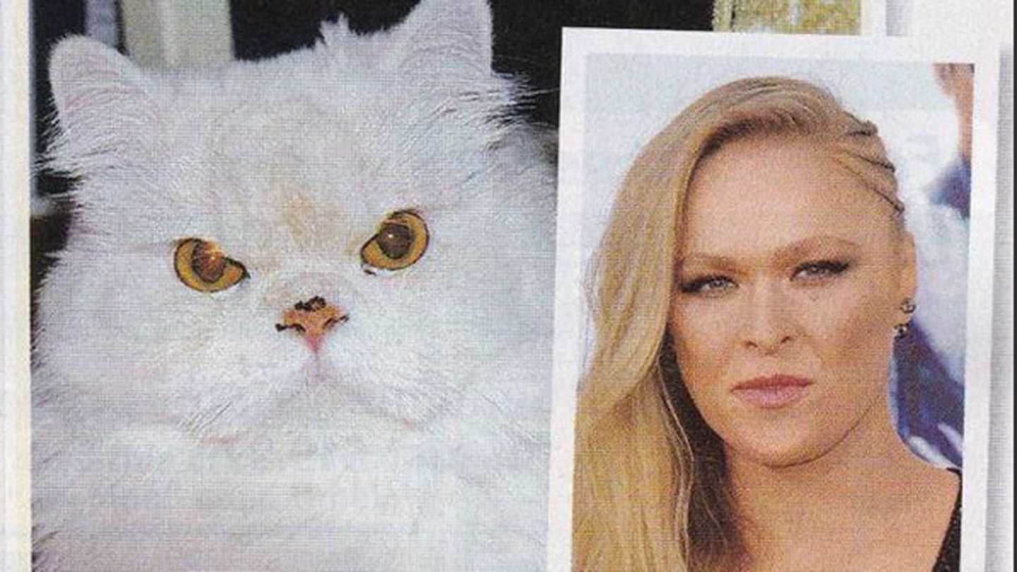 Ronda Rousey: In Touch reader thinks cat looks like UFC superstar ...