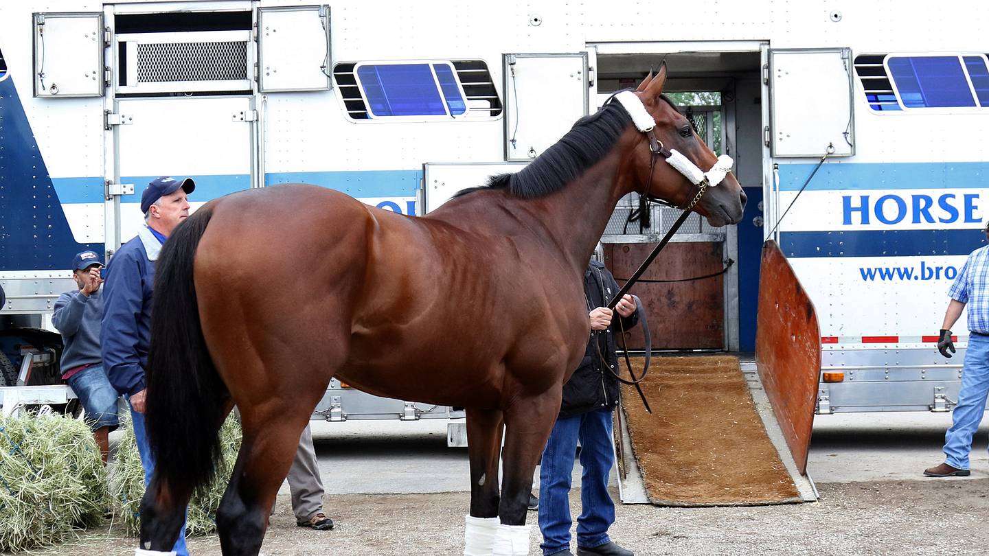 American Pharoah arrives in New York for Triple Crown try - Sports ...