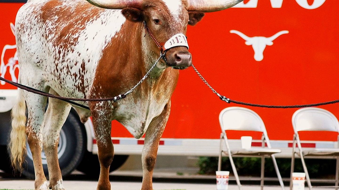 Texas mascot Bevo retiring to ranch after cancer diagnosis - Sports ...