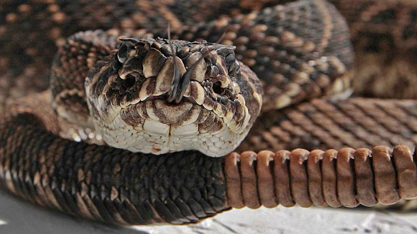 Snakes Alive! The Rattlesnake Derby is like a bass-fishing tournament ...