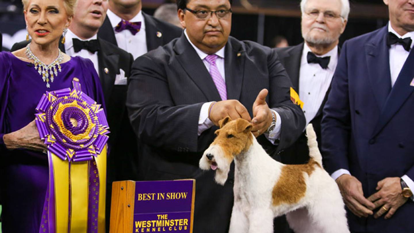 Wire fox terrier wins best in show at Westminster Dog Show - Sports ...