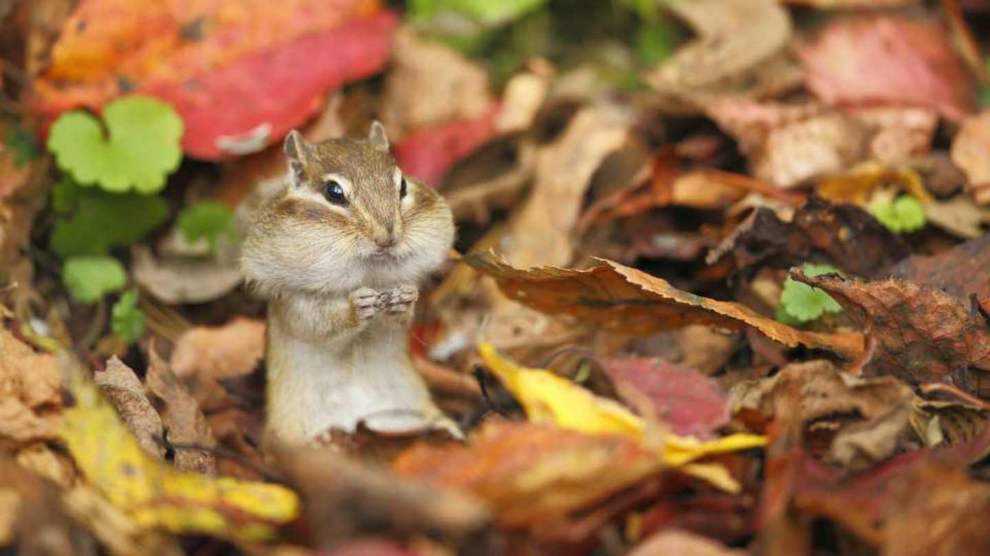Minnesota uses Dramatic Chipmunk to psych out kickers - Sports Illustrated