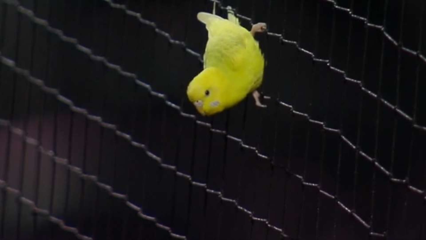 Parakeet gets bird’s-eye view of Mets game - Sports Illustrated