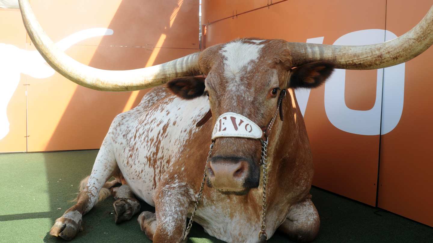 Texas football: Mascot Bevo XIV dies at 13 - Sports Illustrated