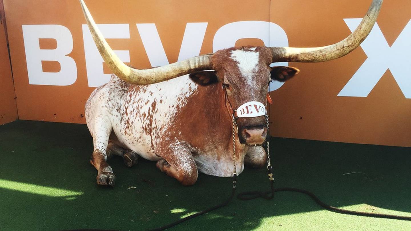 An obituary to Bevo XIV: The Texas Longhorn steer beloved by a fan base ...