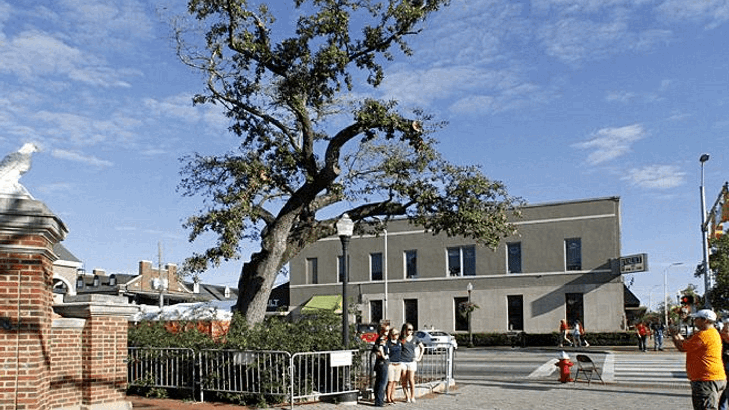 Updyke receives 3 years for Auburn tree poisoning - Sports Illustrated