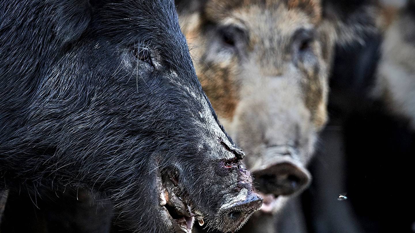 Feral pigs problem in US: How Texas is fighting back - Sports Illustrated