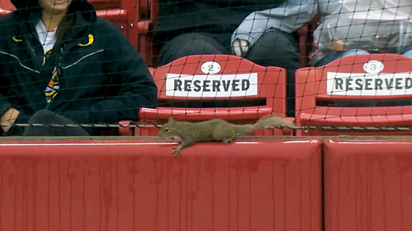 Rowdy Rodent Restores Razorback Resiliance in NCAA Softball Regionals ...