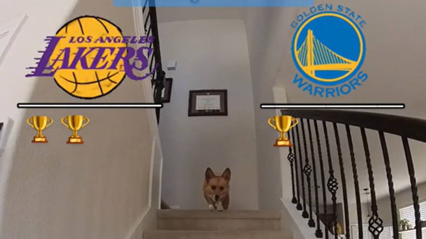 Meet the Adorable Dog That Has Correctly Picked Every Game of Lakers ...