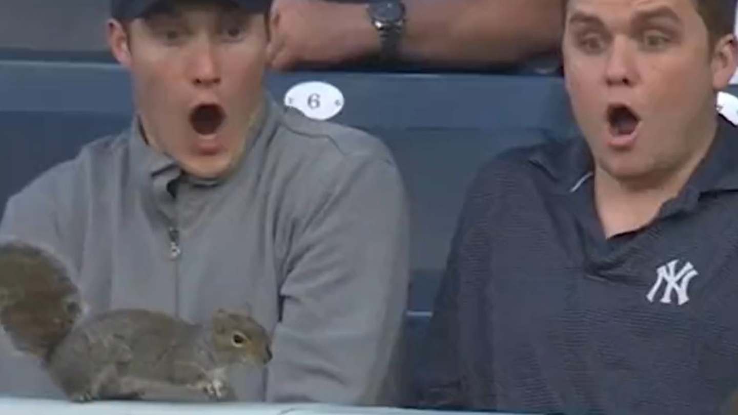 Fan Reactions to Squirrel at Yankee Stadium Were Simply Magnificent ...