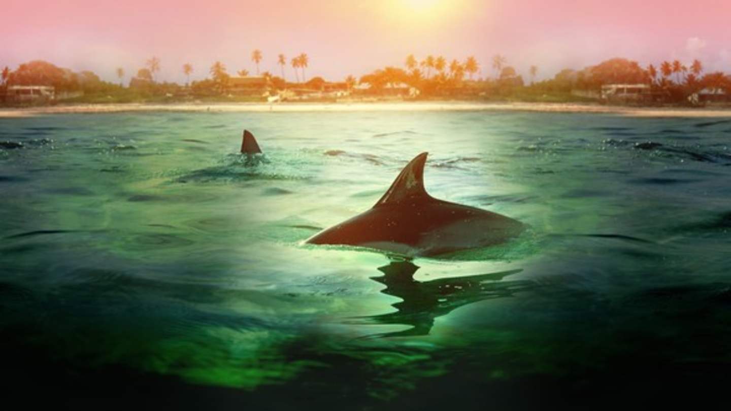 Watch Great White Fight Club: Stream live, TV - How to Watch and Stream ...