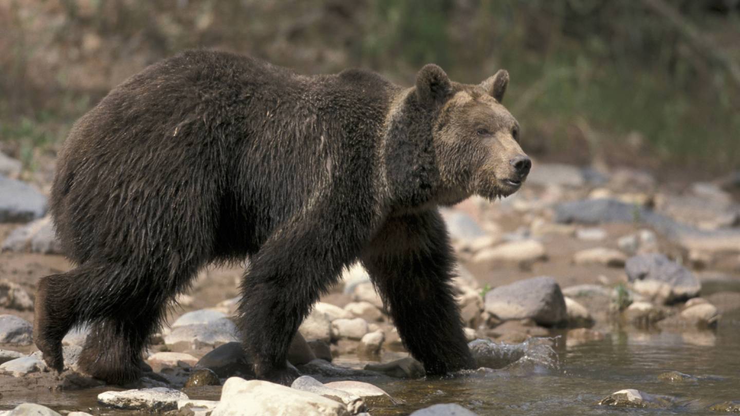 College Wrestlers Fought Off Vicious Bear Attack Twice in Wyoming ...