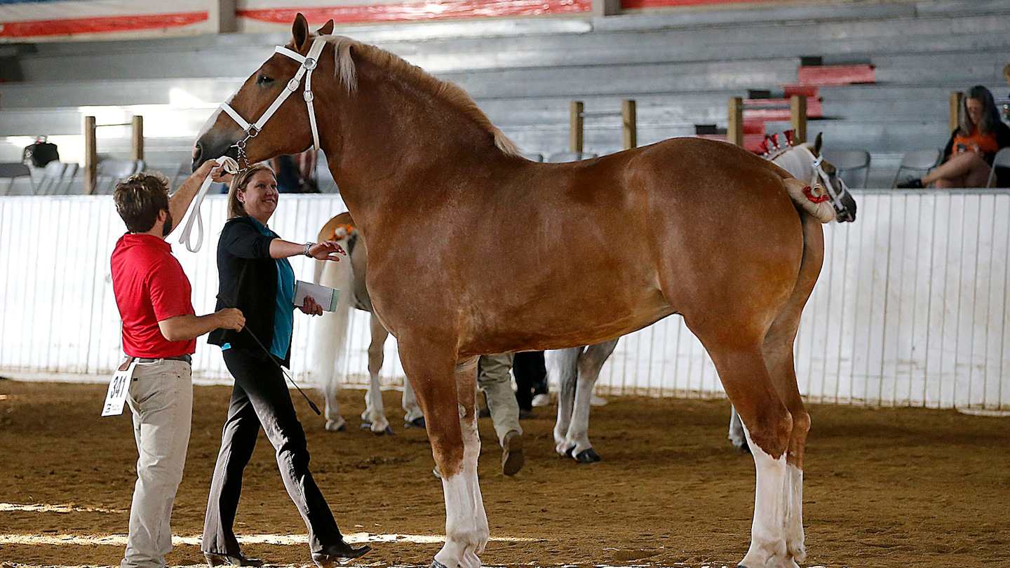 Handy Facts: The Why's and How's of Measuring Horses in Hands 4 inches ...