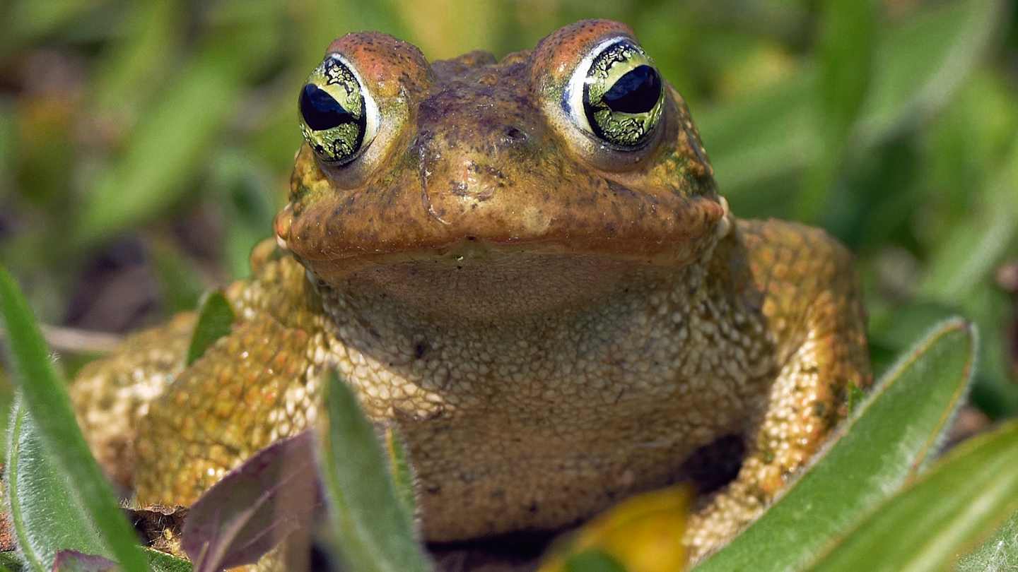 Toad Delay: A Rare Amphibian Briefly Suspended Play at British Open ...