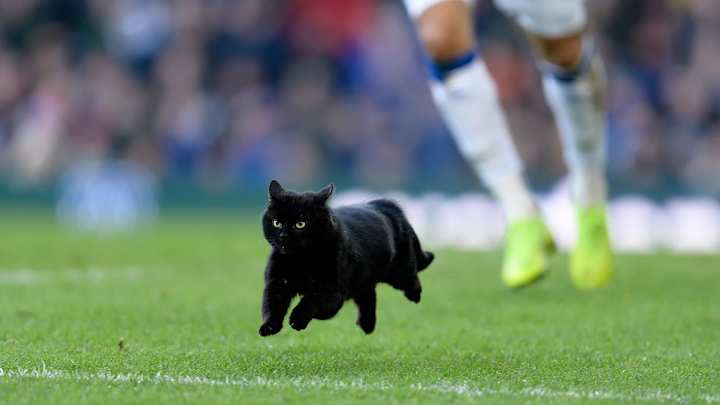 black cat running