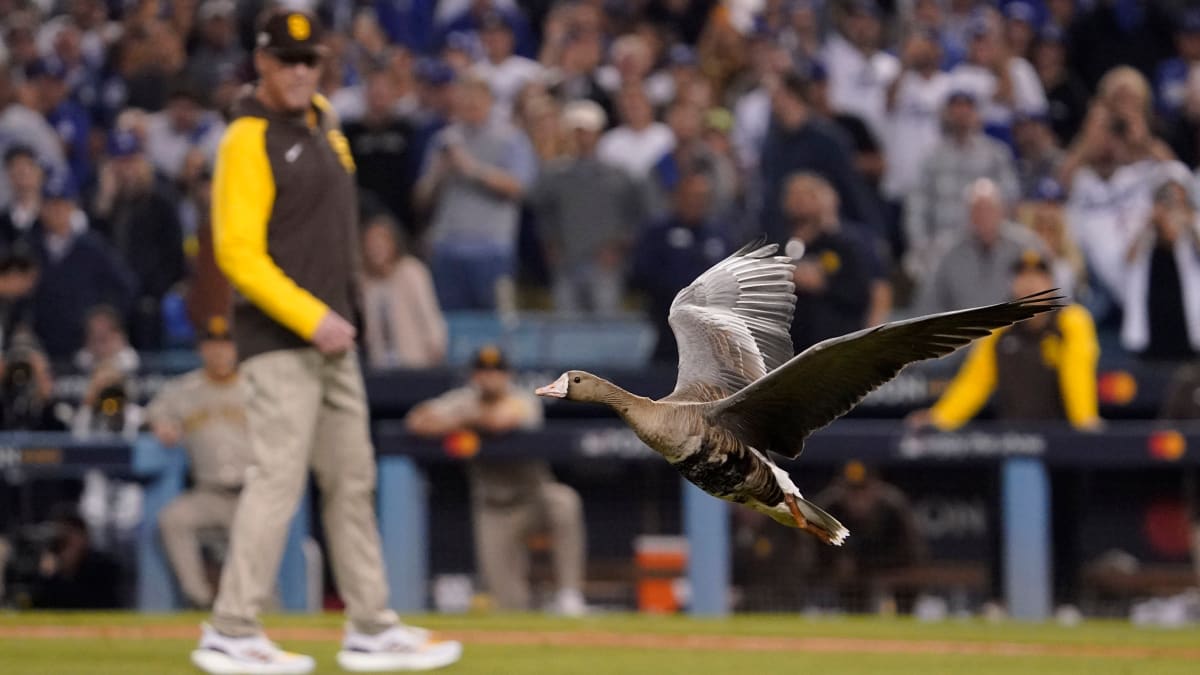 Fans Go Wild After Goose Lands on Field During Dodgers-Padres Game ...