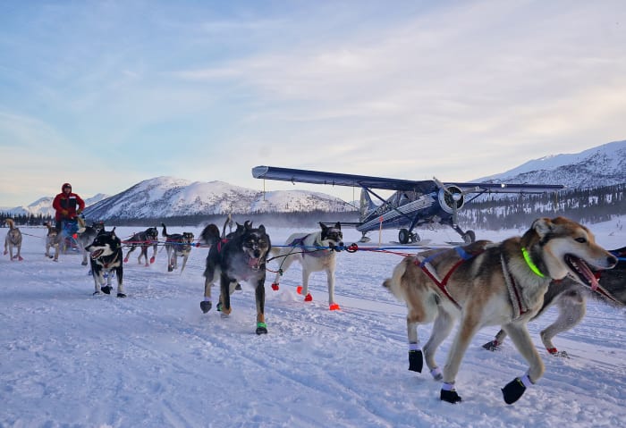 2019 Iditarod photos: Peter Kaiser wins Alaska's sled dog race - Sports ...