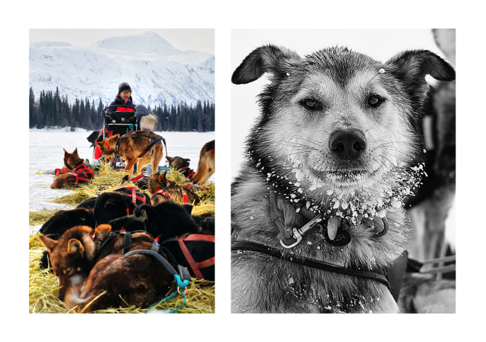 2019 Iditarod photos: Peter Kaiser wins Alaska's sled dog race - Sports ...
