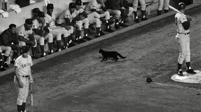 Cubs, Mets black cat incident as told by Chicago's batboy - Sports ...
