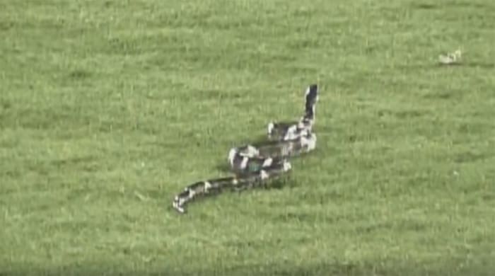 Snake on the field during minor league baseball game (video) - Sports ...