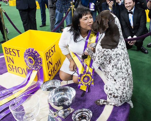 Westminster Dog Show 2016 results, photos: CJ wins Best in Show ...