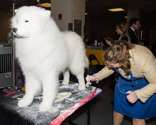 Westminster Dog Show 2016 results, photos: CJ wins Best in Show ...