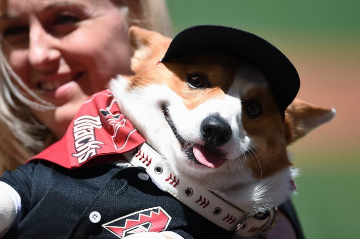 Bark in the Park: Ballpark Dogs - Sports Illustrated