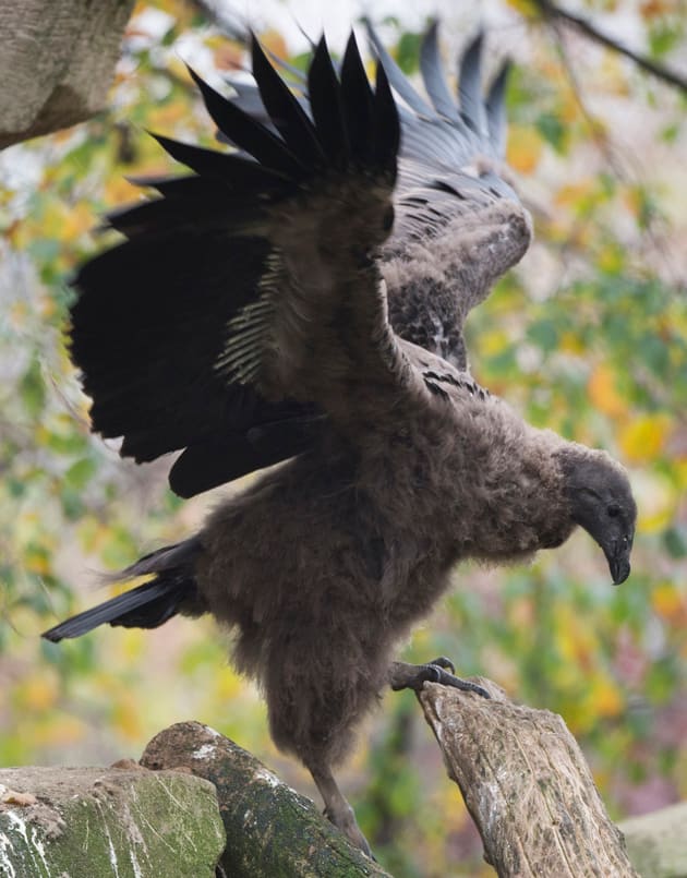Los Angeles Clippers to unveil new mascot, a condor - Sports Illustrated
